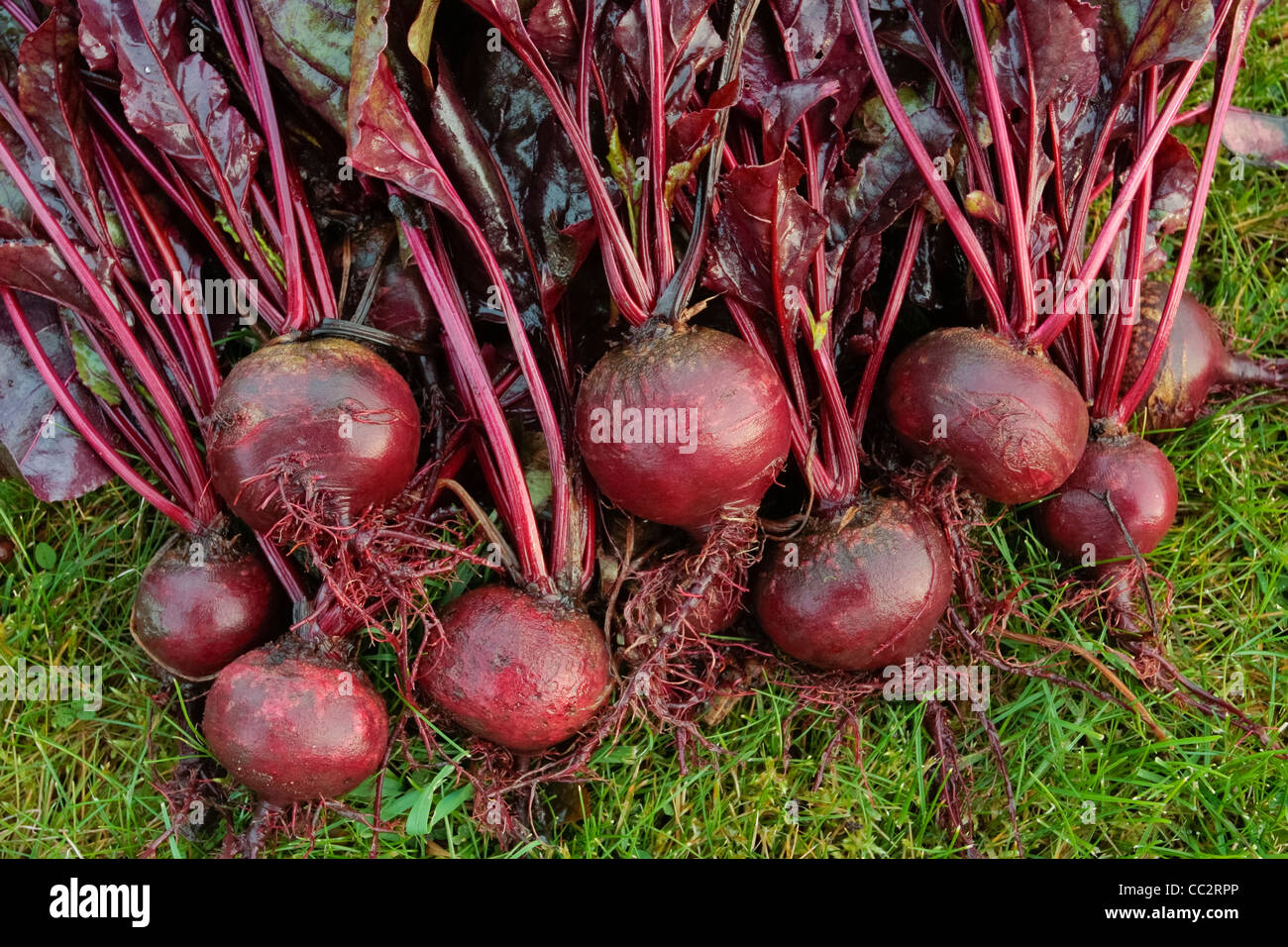 Freshly picked beetroot vegetables Stock Photo - Alamy