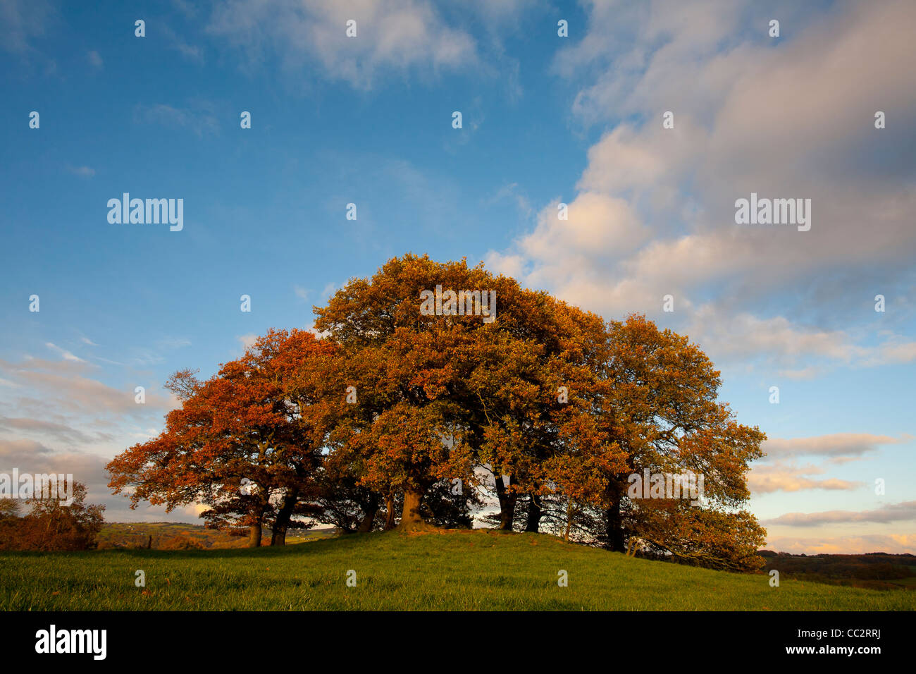 Autumn trees landscape Stock Photo - Alamy