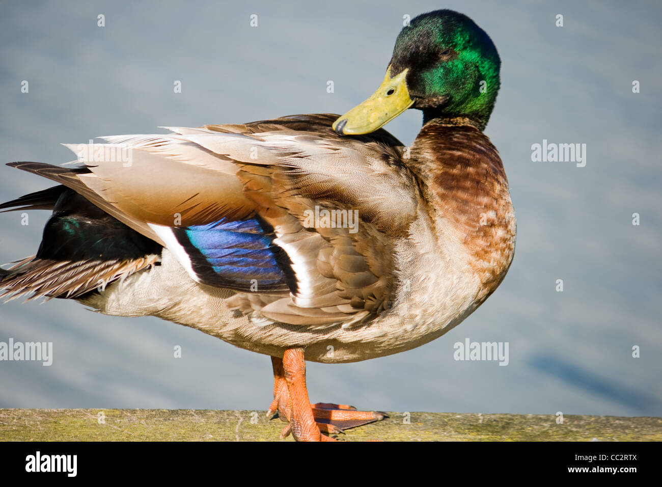 Preening birds hi-res stock photography and images - Alamy