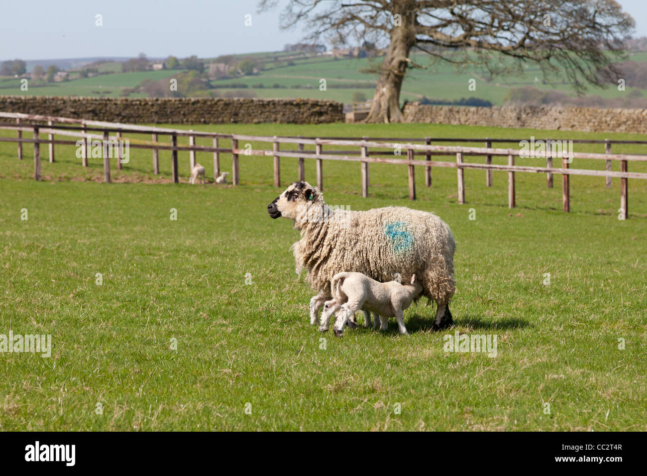 English spring lamb hi-res stock photography and images - Alamy