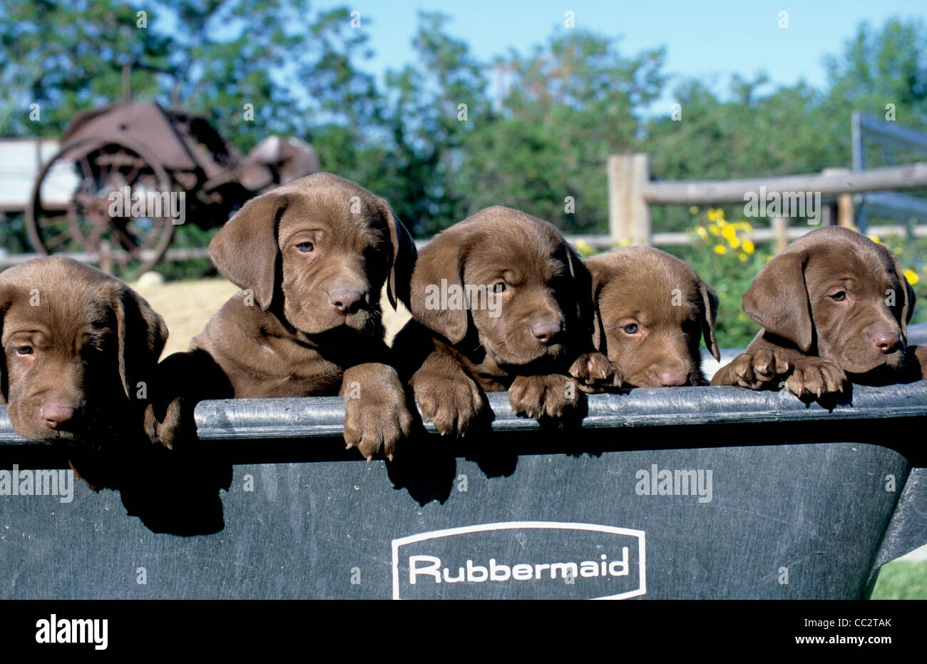 Six-week-old chocolate Labrador puppies in wheelbarrow Stock Photo - Alamy