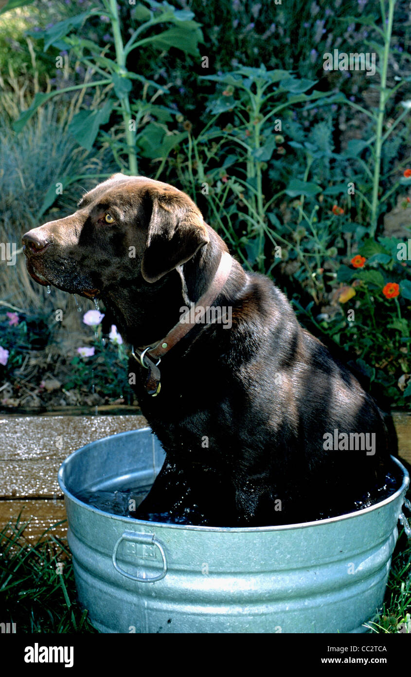adult chocolate Labrador retriever sitting in water bucket Stock Photo ...