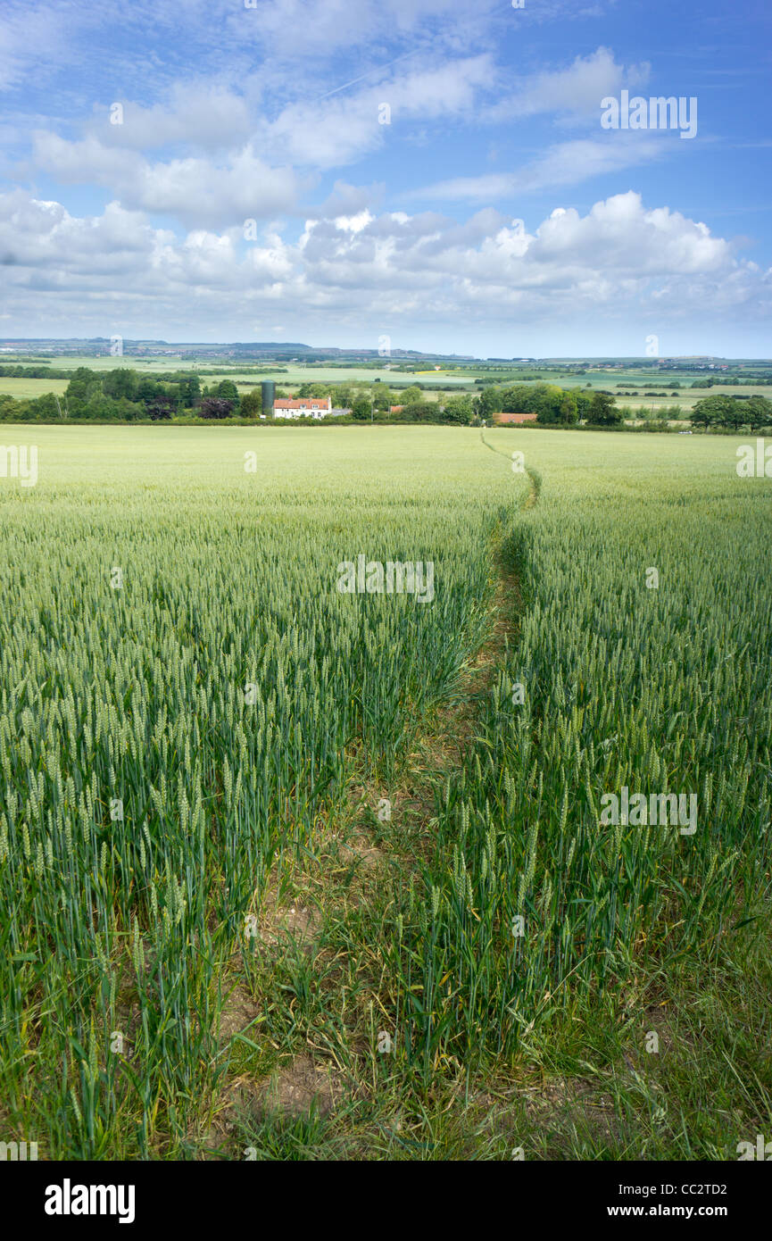 Path through a corn field near Filey North Yorkshire England Stock ...