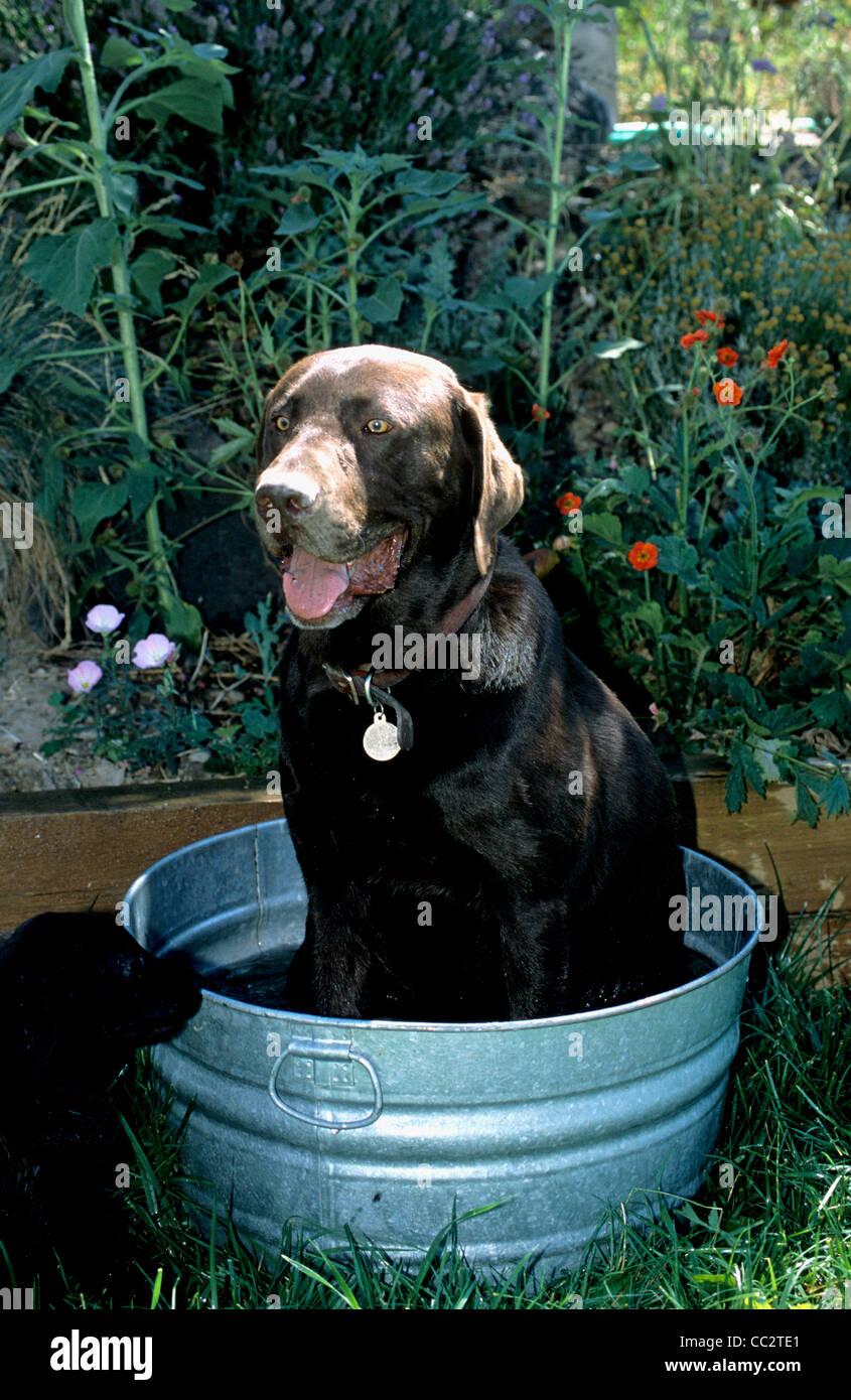 adult chocolate Labrador retriever sitting in water bucket Stock Photo ...