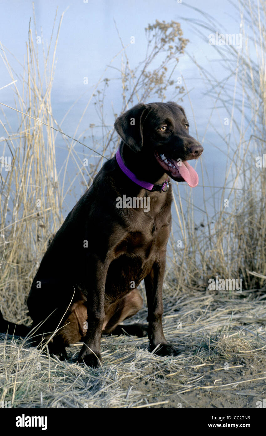 adult chocolate Labrador retriever Stock Photo - Alamy