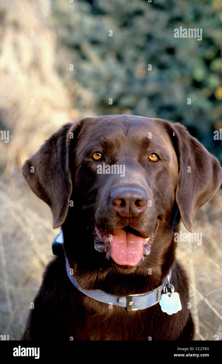 adult chocolate Labrador retriever Stock Photo - Alamy