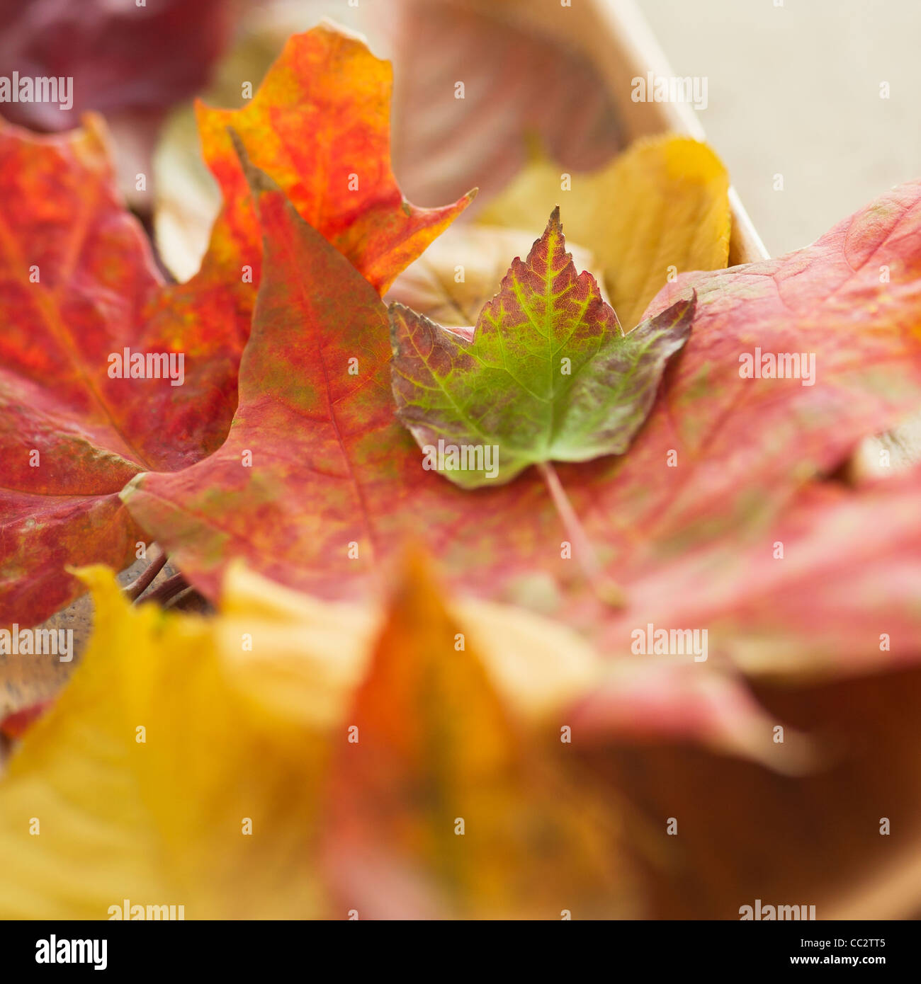 Colorful autumn leaves Stock Photo - Alamy