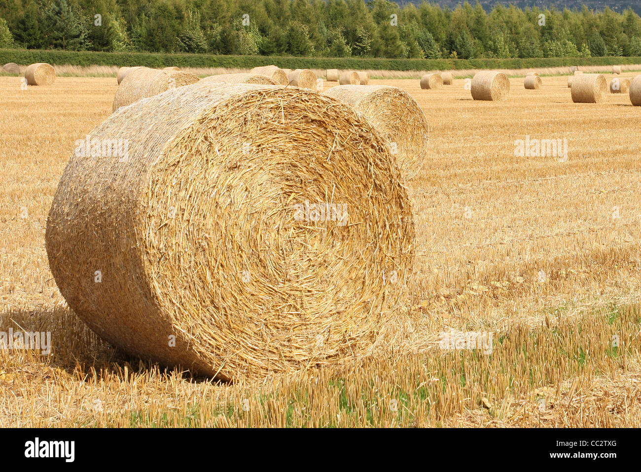 Bails hi-res stock photography and images - Alamy