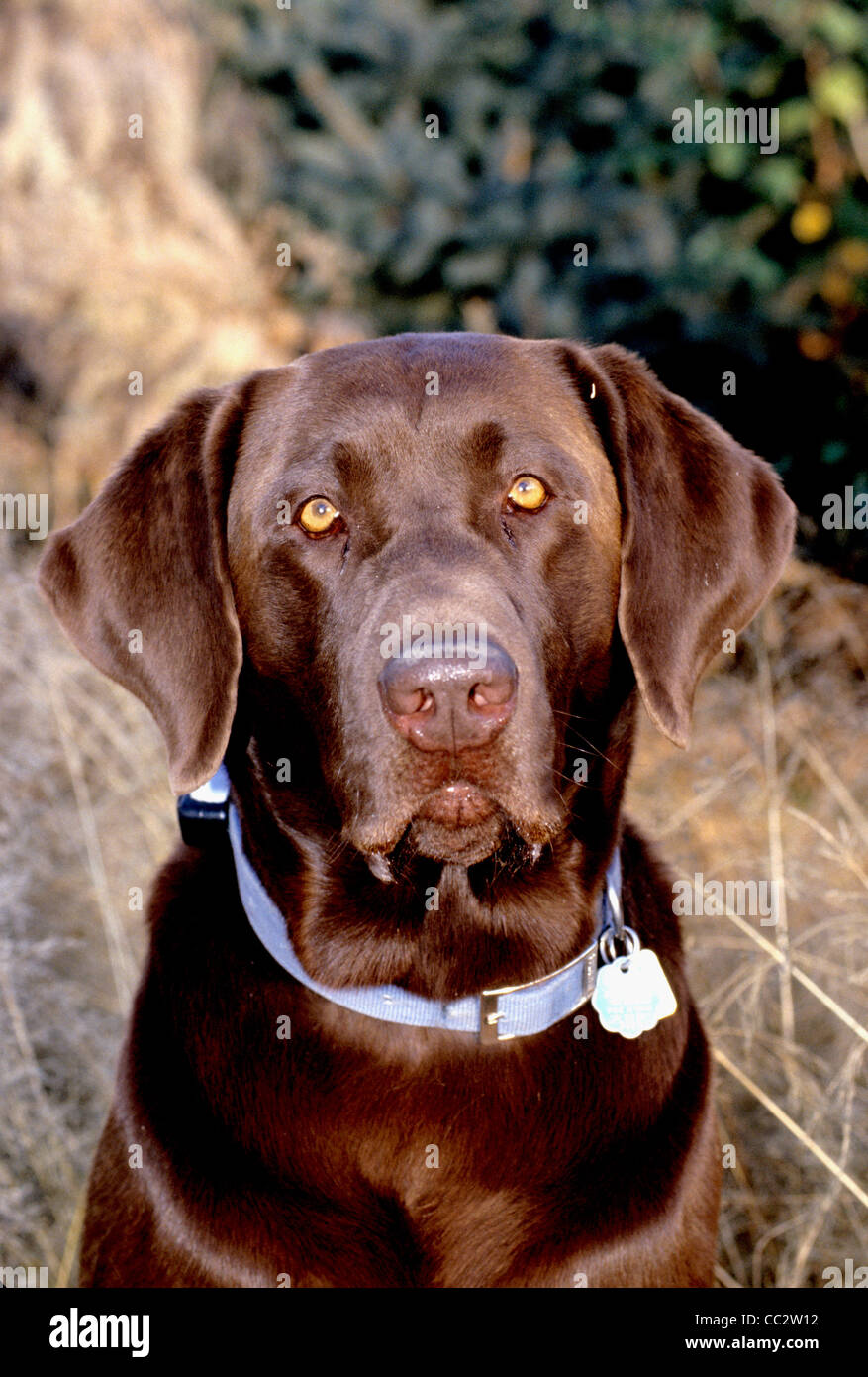 adult chocolate Labrador retriever Stock Photo - Alamy
