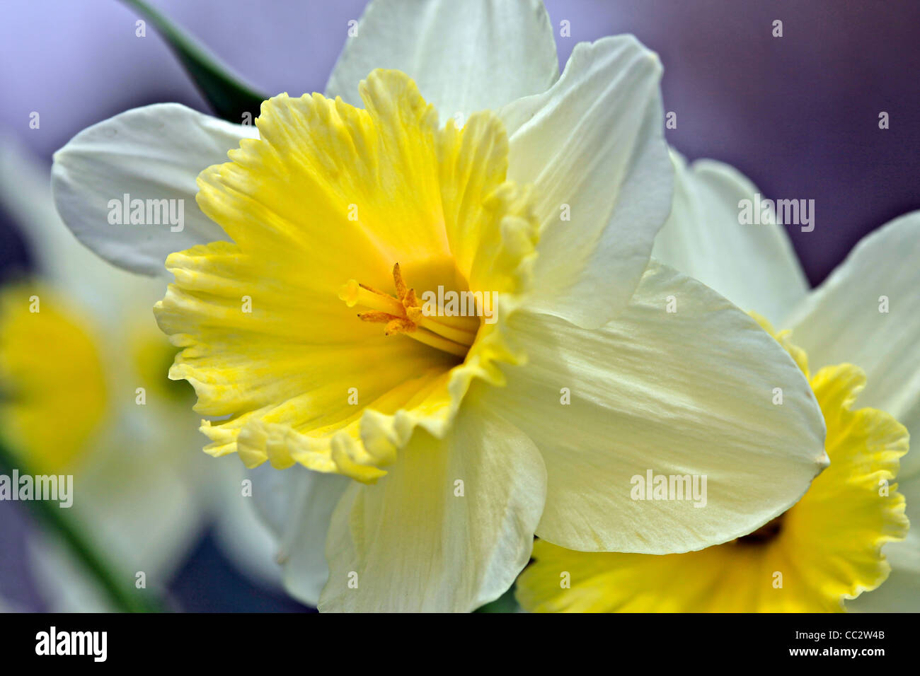 Closeup of Daffodil Stock Photo - Alamy