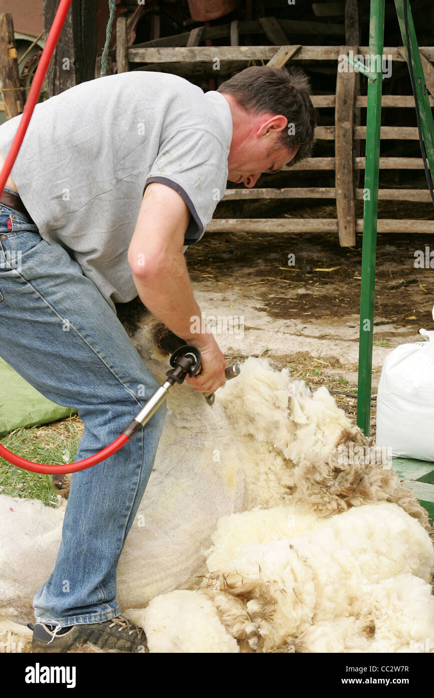 Cotwolds sheep hi-res stock photography and images - Alamy