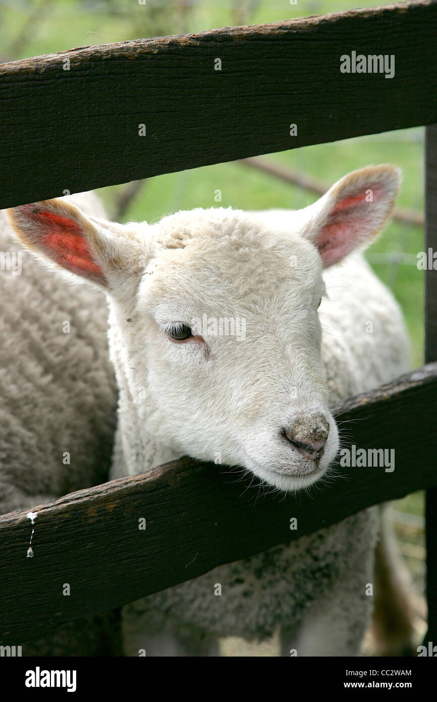 Lamb hi-res stock photography and images - Alamy