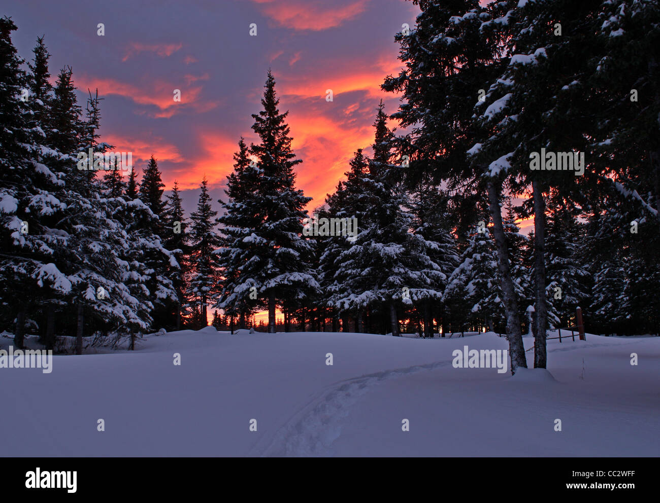 Pink sunset through trees hi-res stock photography and images - Alamy
