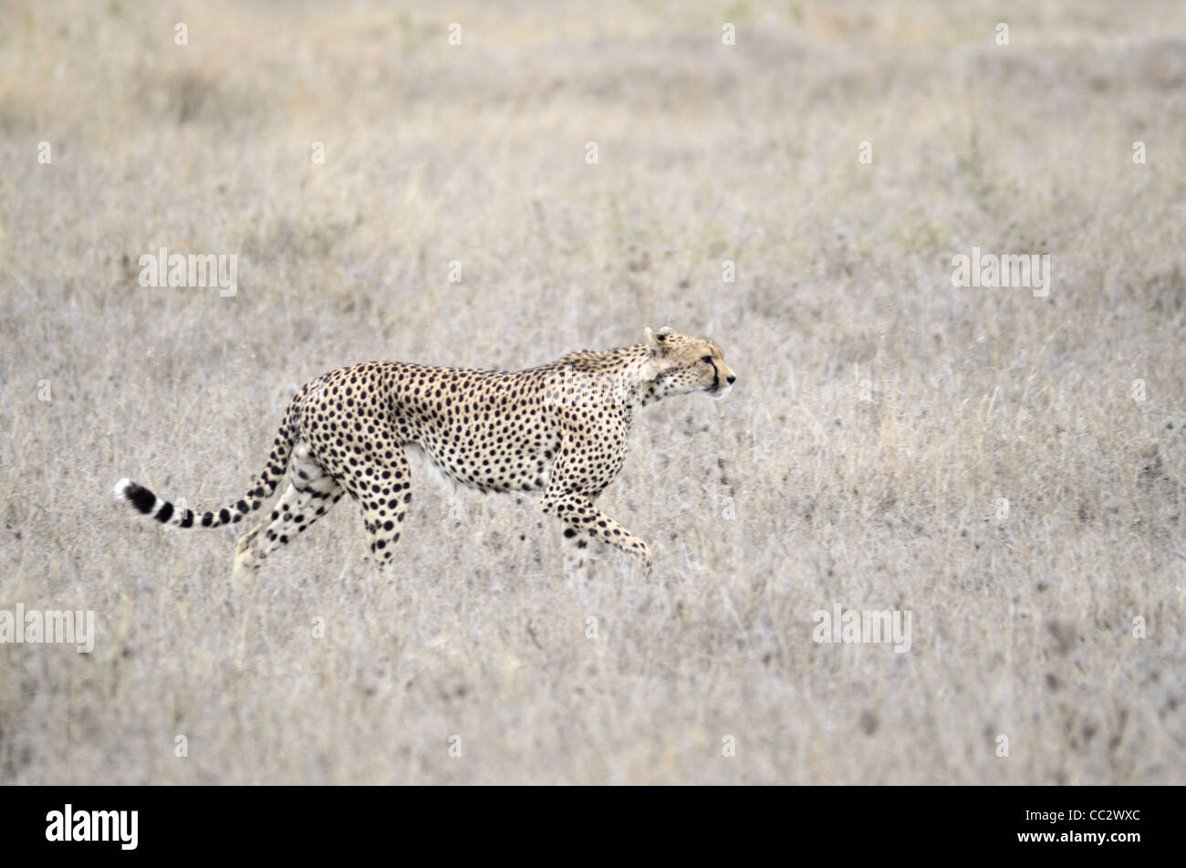 Adult male cheetah hi-res stock photography and images - Alamy