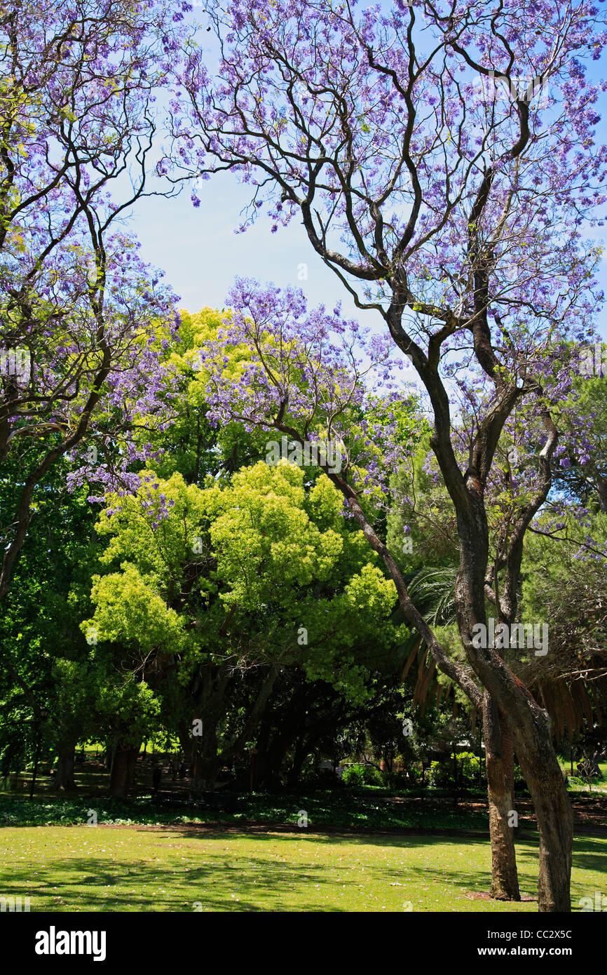 Poui trees hi-res stock photography and images - Alamy