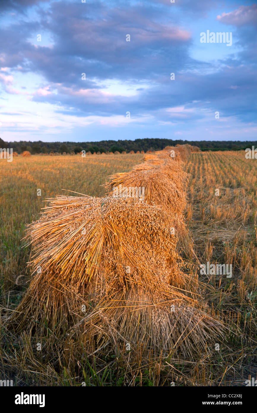 Haystacks straw hi-res stock photography and images - Alamy