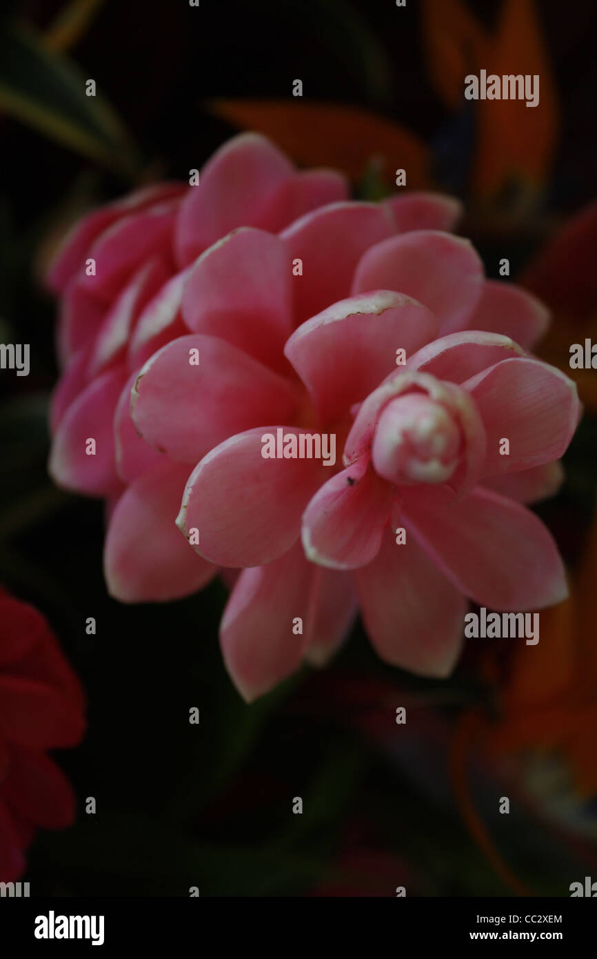 Pink ginger flower hi-res stock photography and images - Alamy