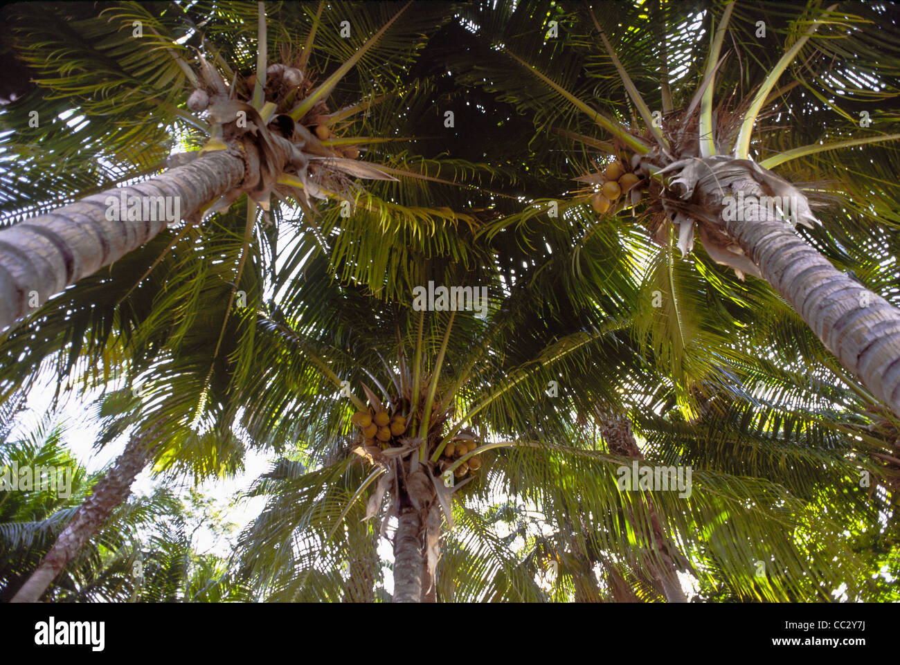 Mexico coconut tree hi-res stock photography and images - Alamy