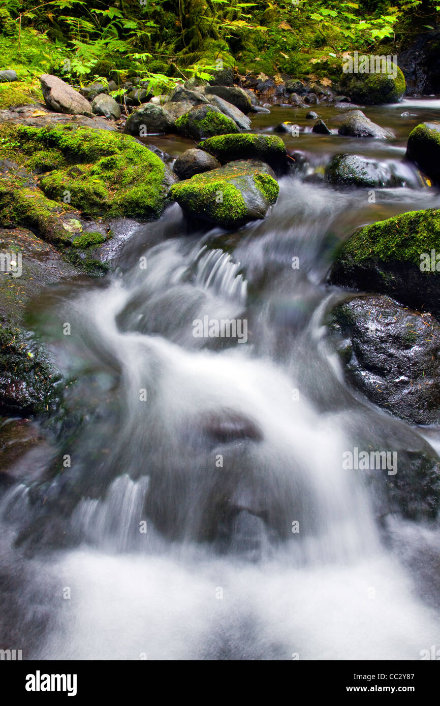 Flowing Forest Stream Stock Photo - Alamy