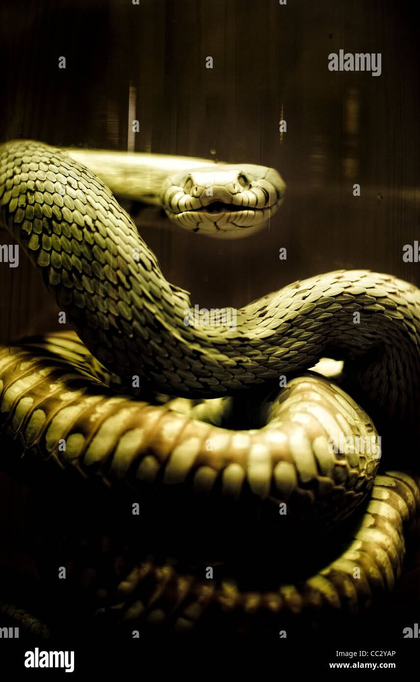 Pickled Snake High Resolution Stock Photography and Images - Alamy