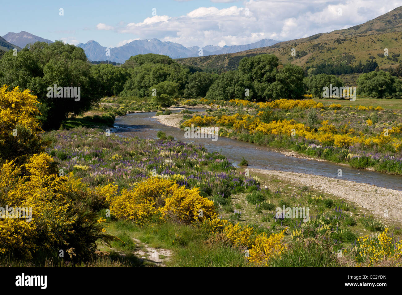 Broom and lupins growing next to the Cardrona river, Cardrona Valley ...