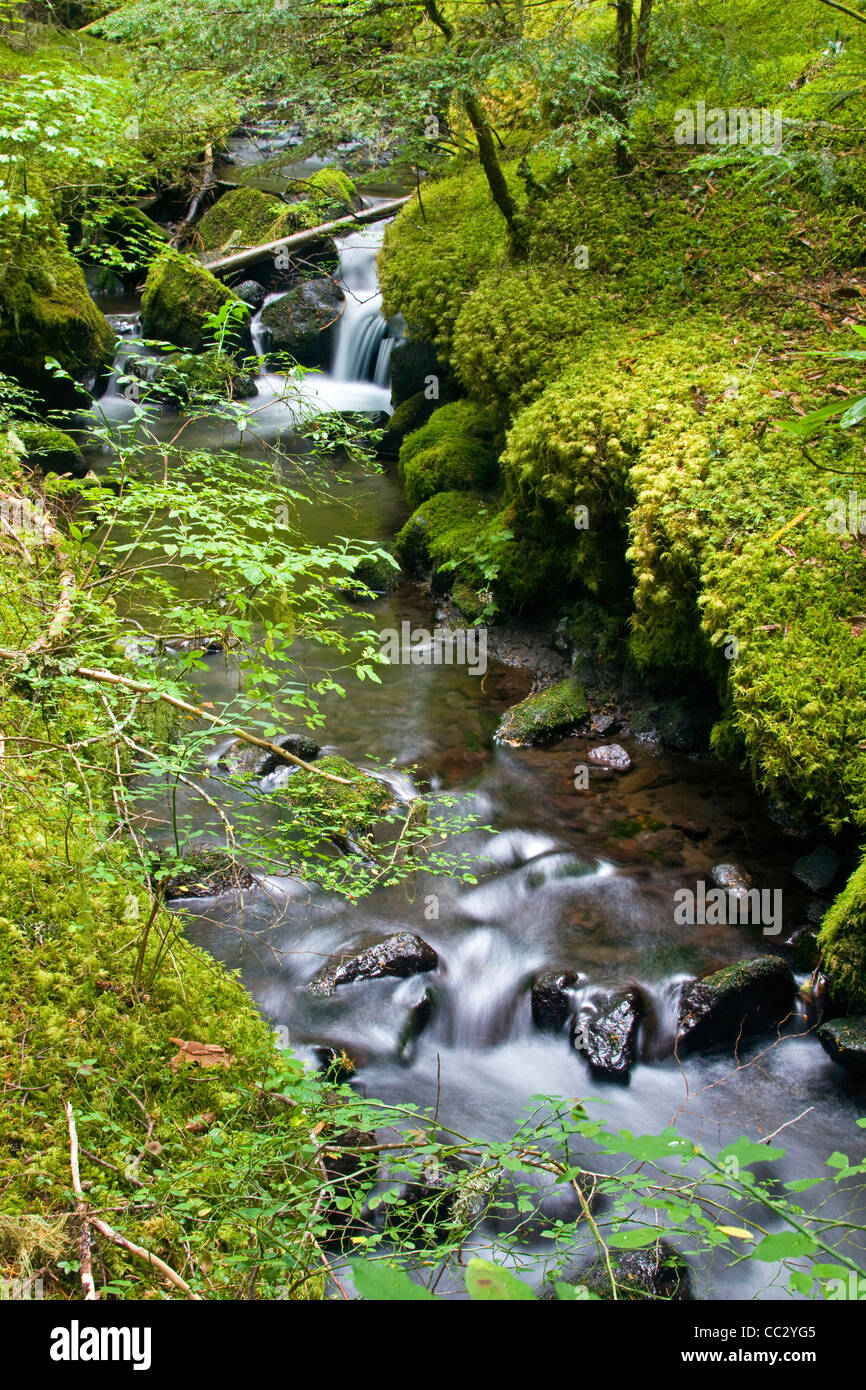 Forest Stream located in Mt Hood National Forest, Oregon Stock Photo ...