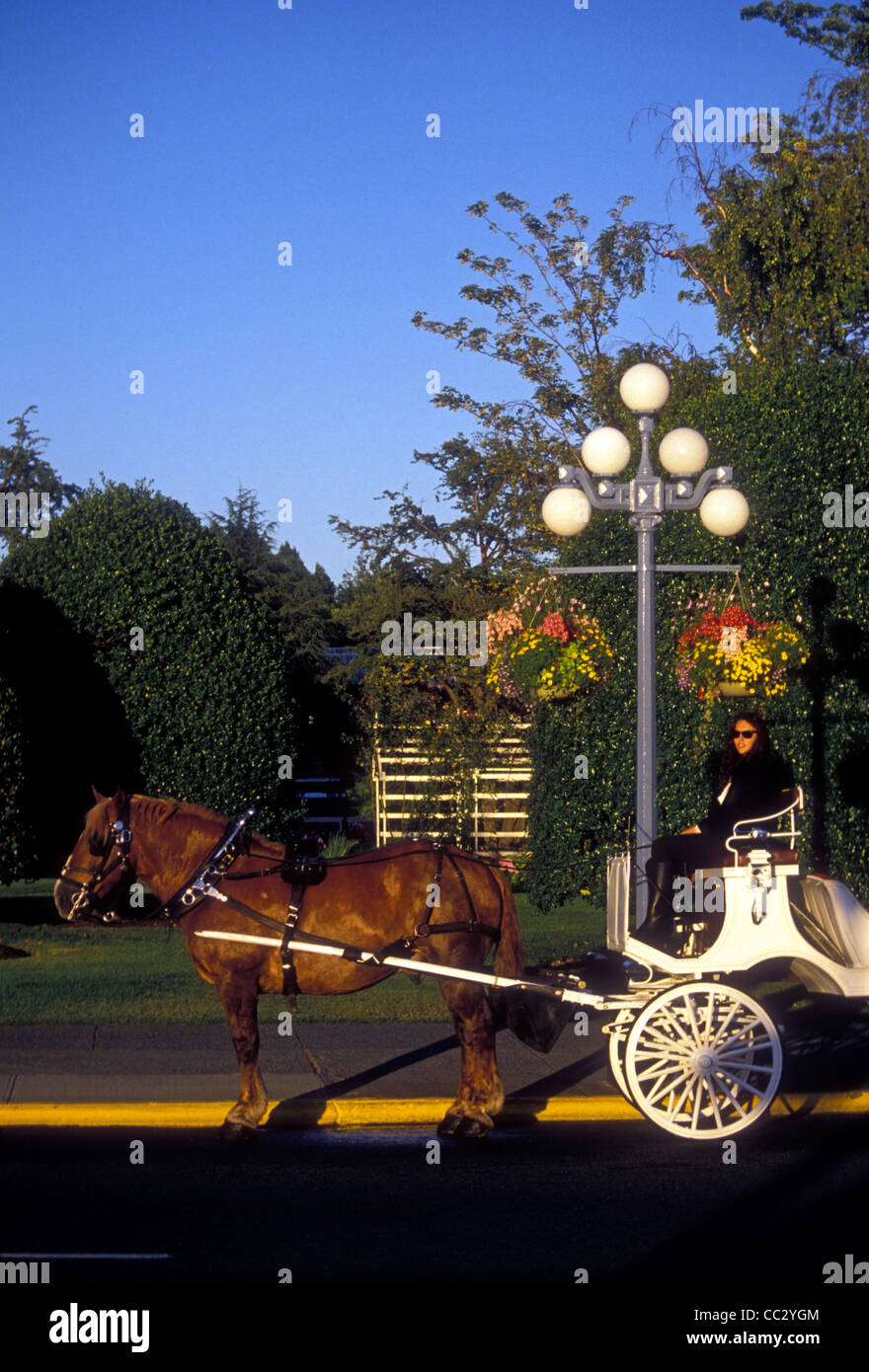 Canadian woman, female horse-drawn carriage driver, carriage driver ...