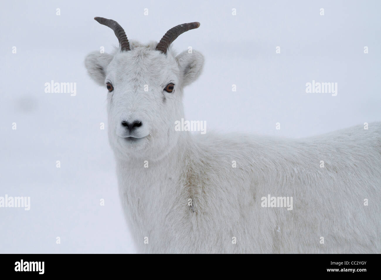 Dall Sheep (Ovis dalli) ewe in snow in Atigun Pass, Brooks Range ...