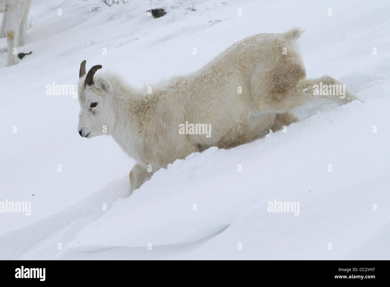 Dall Sheep (Ovis dalli) ewe coming down snowy mountain in Atigun Pass ...