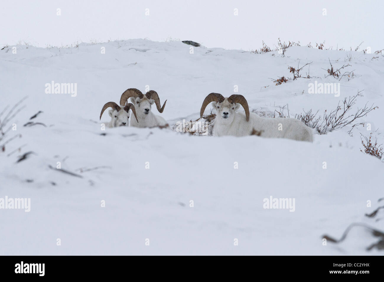 Dall Sheep (Ovis dalli) rams in snow in Atigun Pass, Brooks Range ...