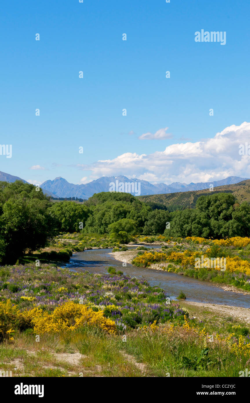 Broom and lupins growing next to the Cardrona river, Cardrona Valley ...