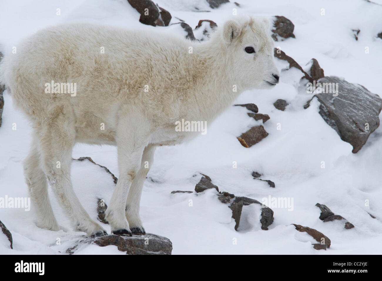 Dall Sheep (Ovis dalli) lamb on snowy mountain in Atigun Pass, Brooks ...