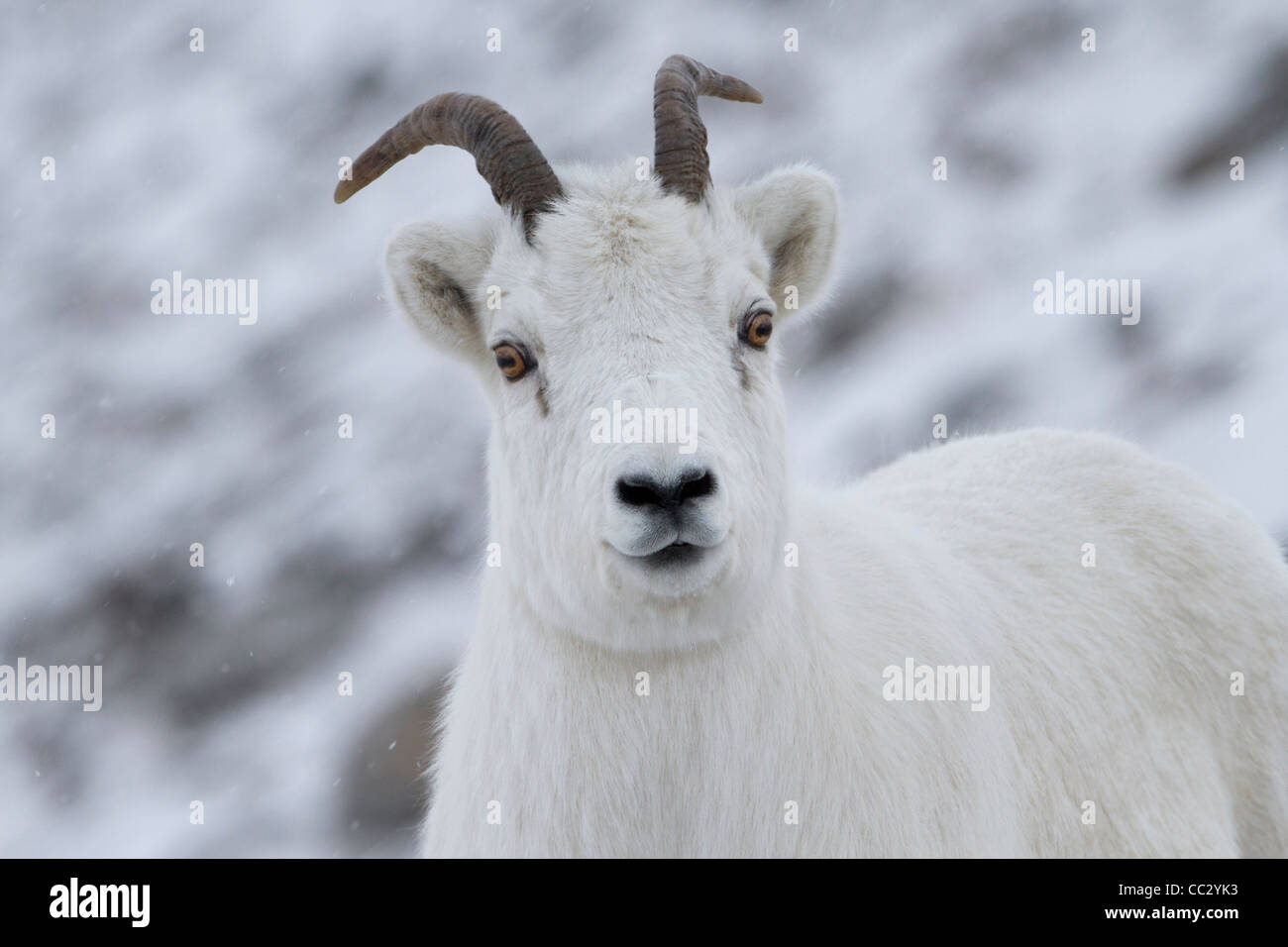 Dall Sheep (Ovis dalli) ewe in snow in Atigun Pass, Brooks Range ...