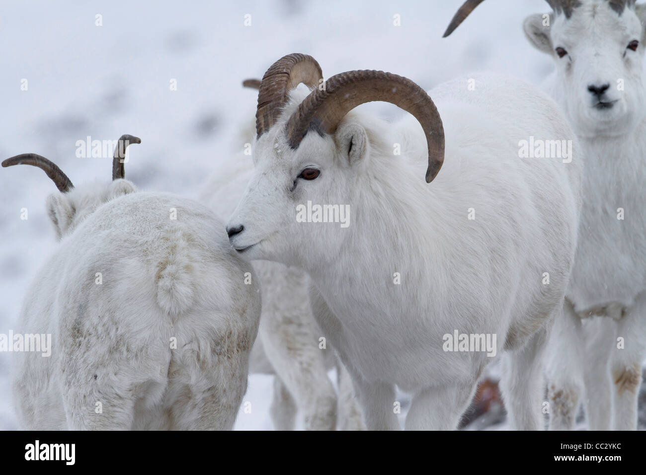 Dall Sheep (Ovis dalli) rams & ewe in snow in Atigun Pass, Brooks Range ...
