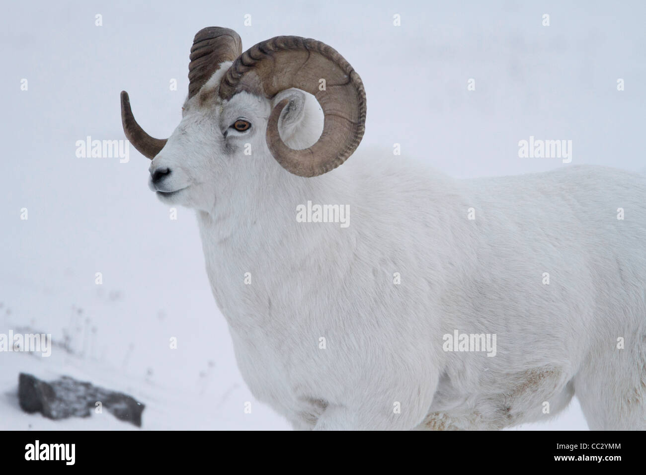 Dall Sheep (Ovis dalli) ram in snow in Atigun Pass, Brooks Range ...