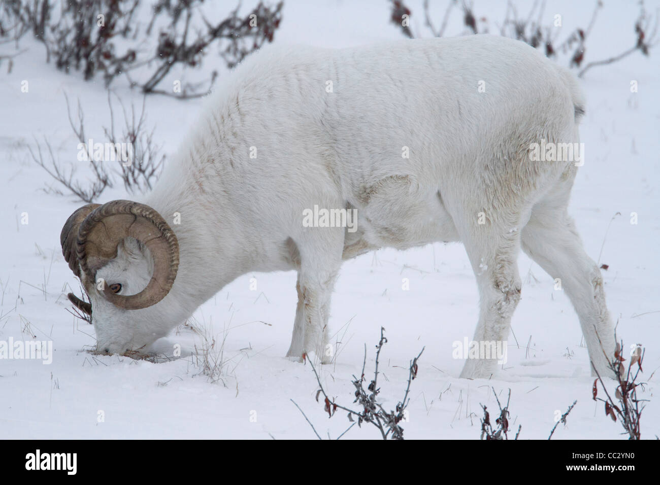 Dall Sheep (Ovis dalli) ram feeding in snow in Atigun Pass, Brooks ...