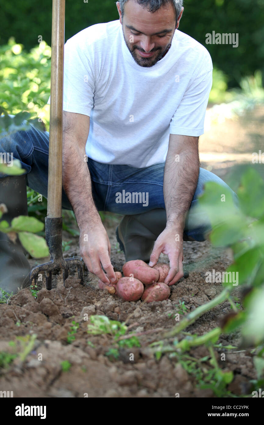 Man collecting potatoes Stock Photo - Alamy