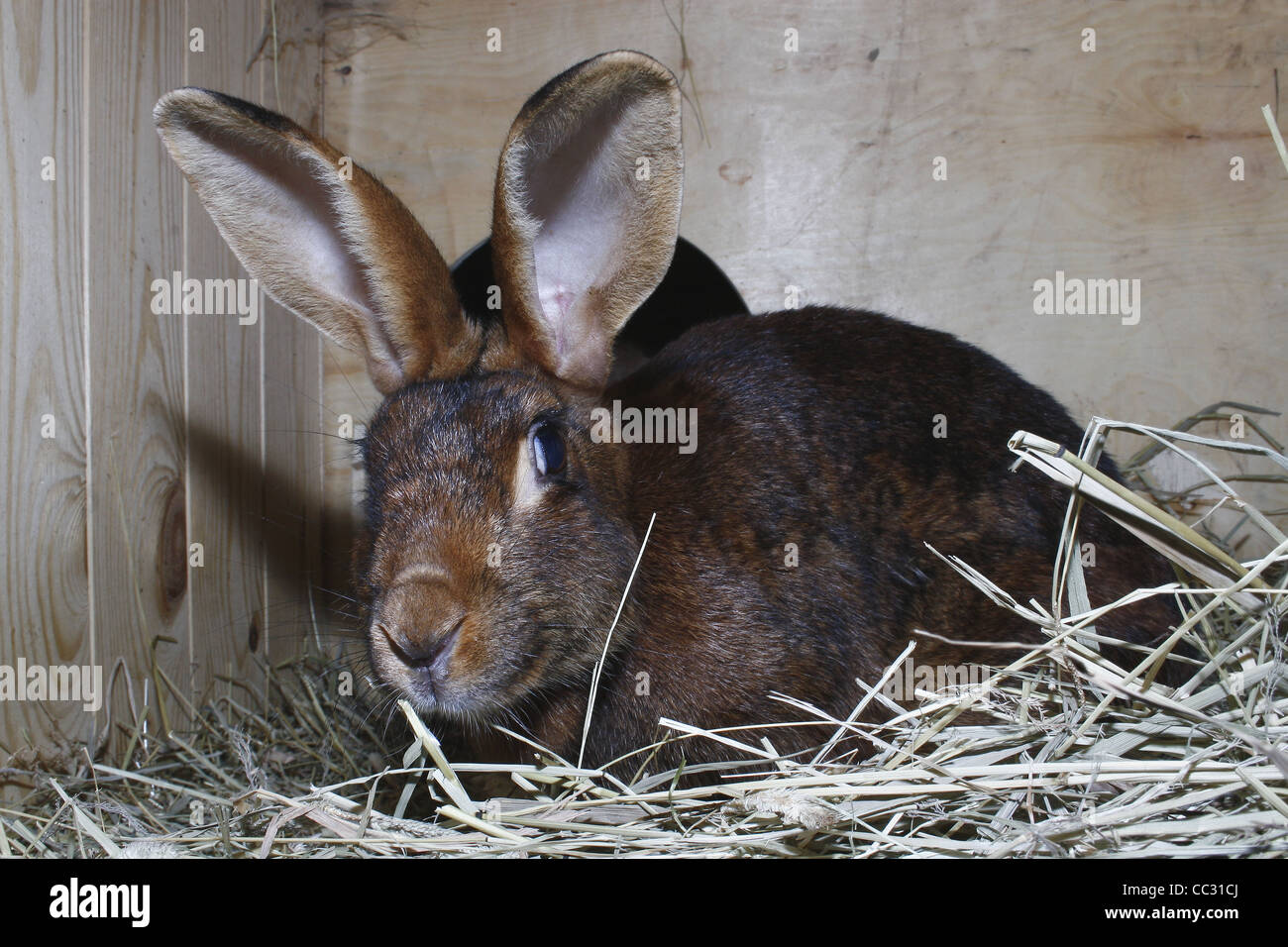 Belgian hare hi-res stock photography and images - Alamy