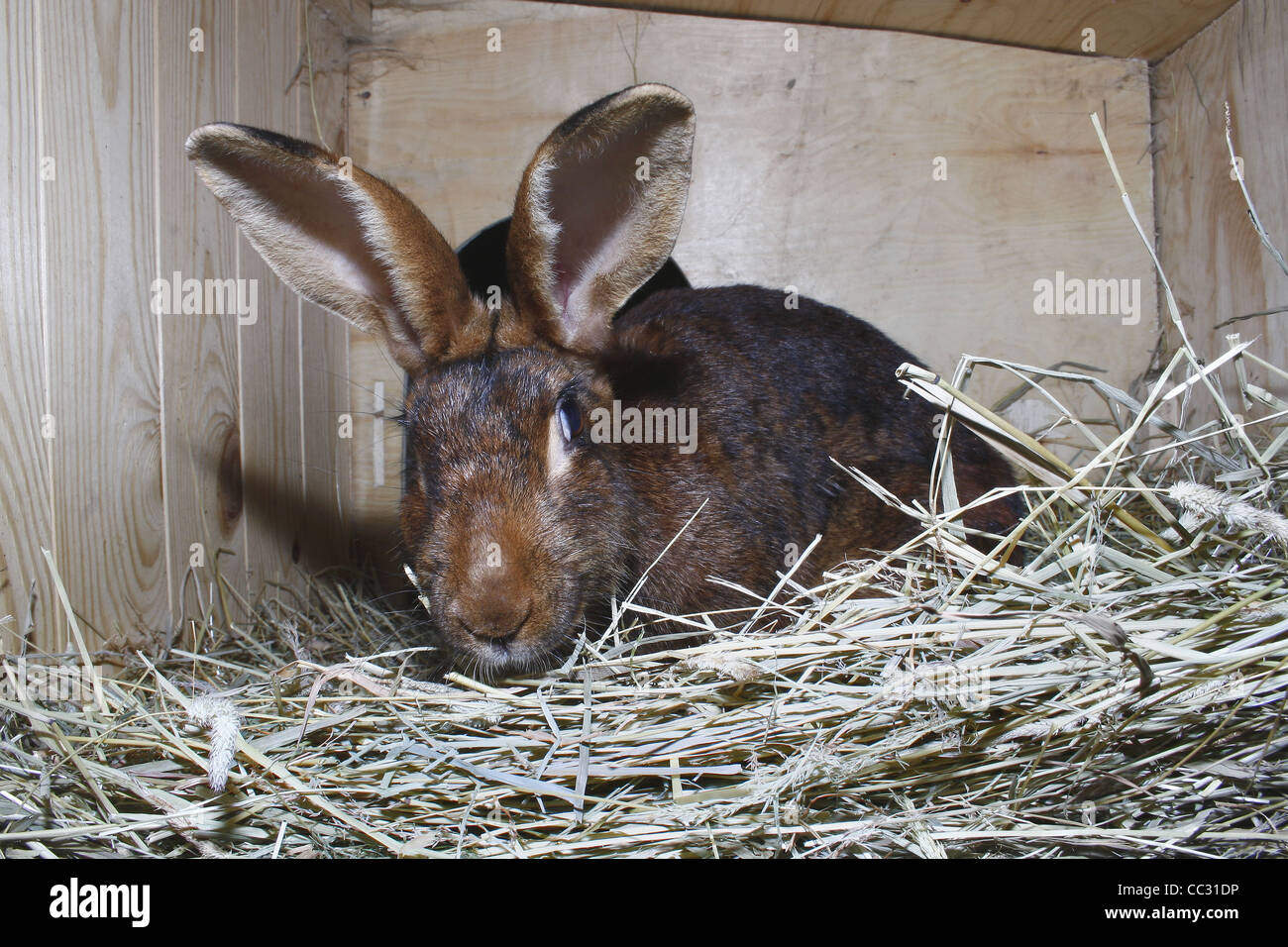female belgian hare in hutch Oryctolagus cuniculus Stock Photo - Alamy