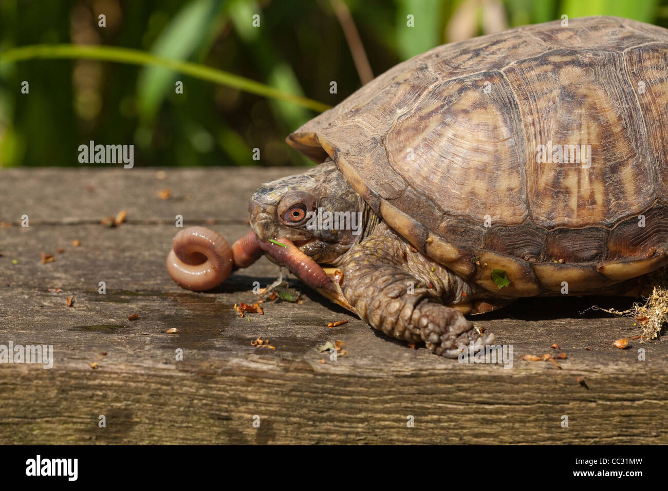 Eastern Box Turtle (Terrapene carolina). Eating an earthworm Stock ...