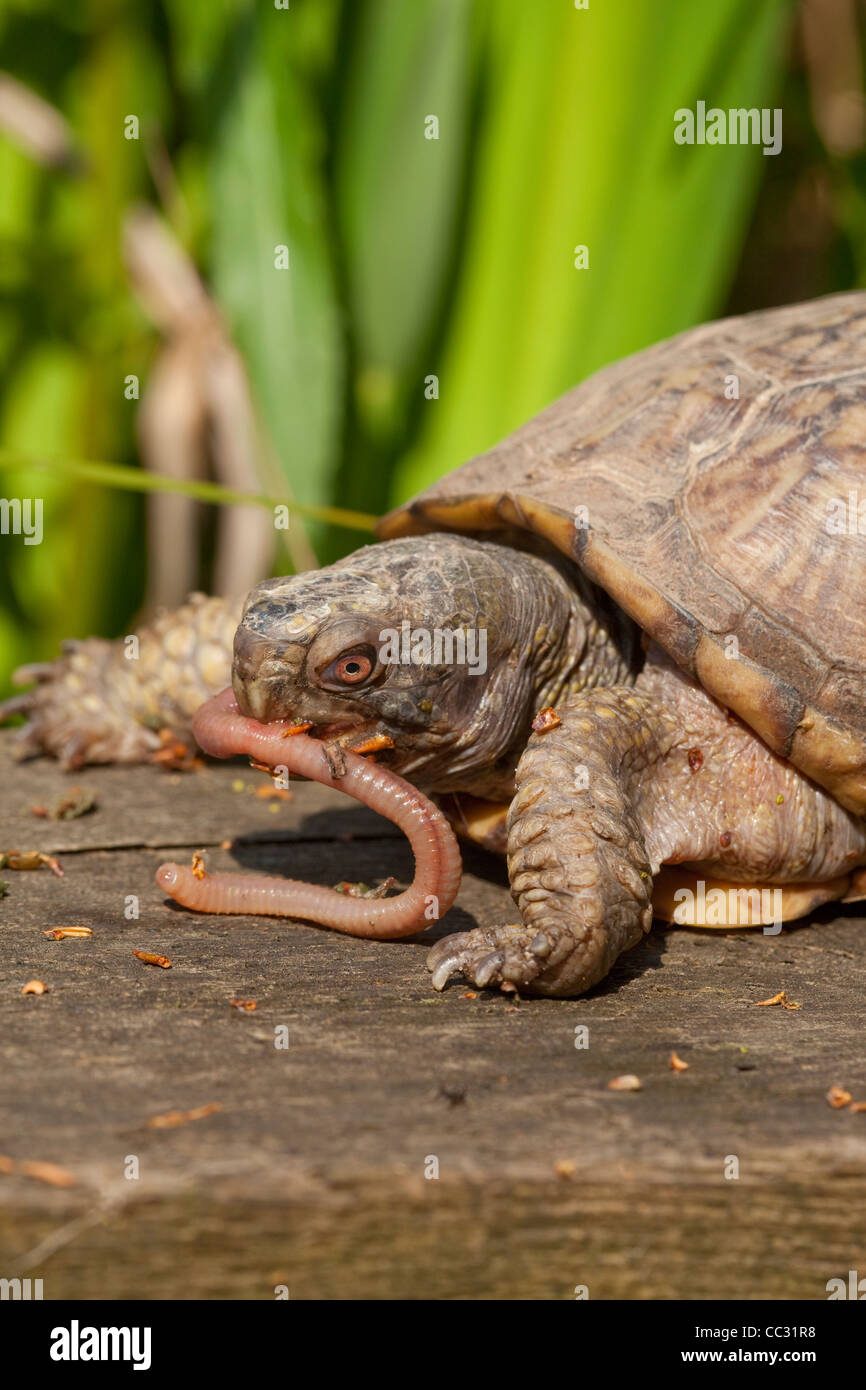 Eastern Box Turtle Habitat