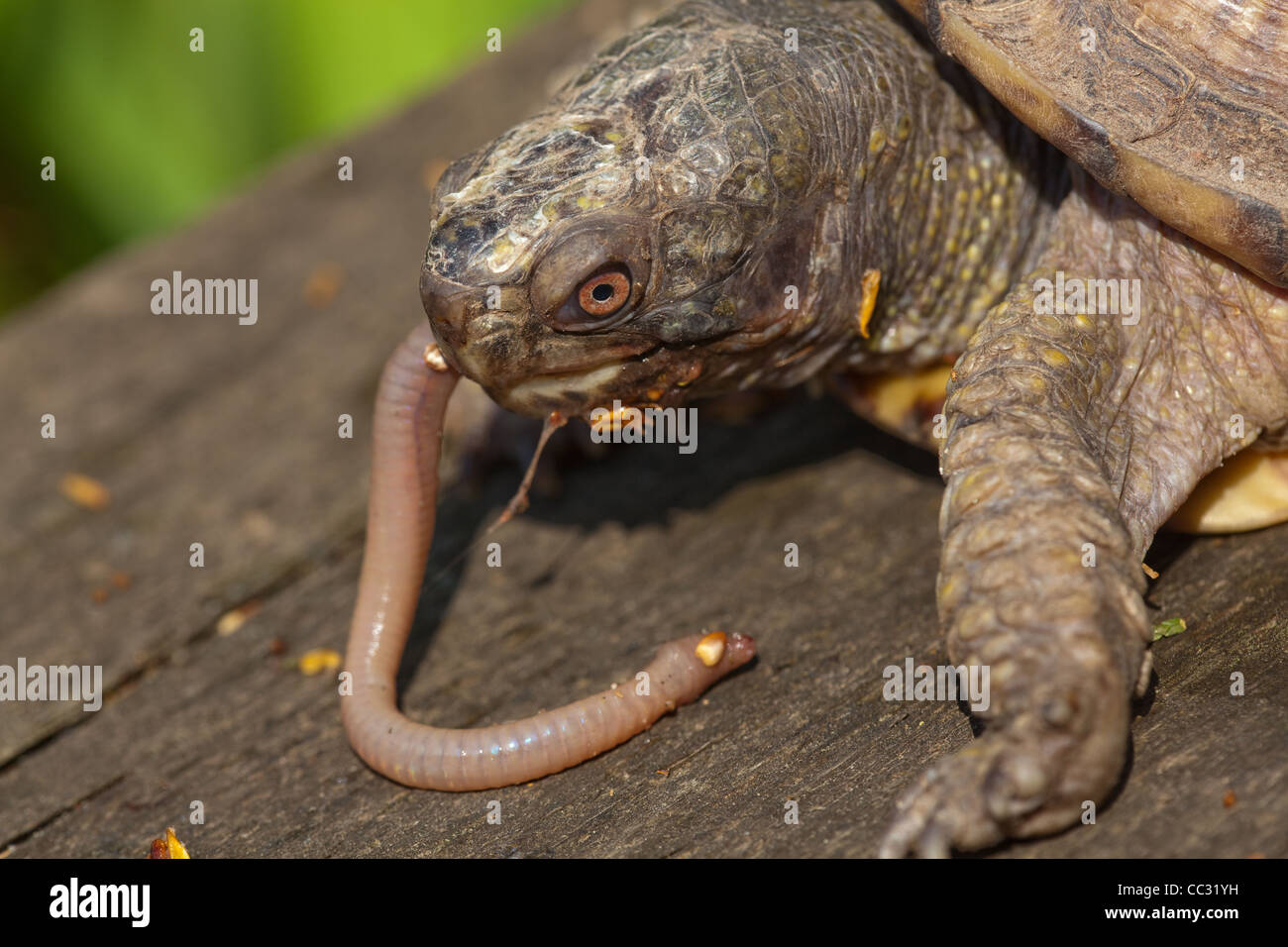 North American Box Turtle (Terrapene carolina). End of an earthworm ...