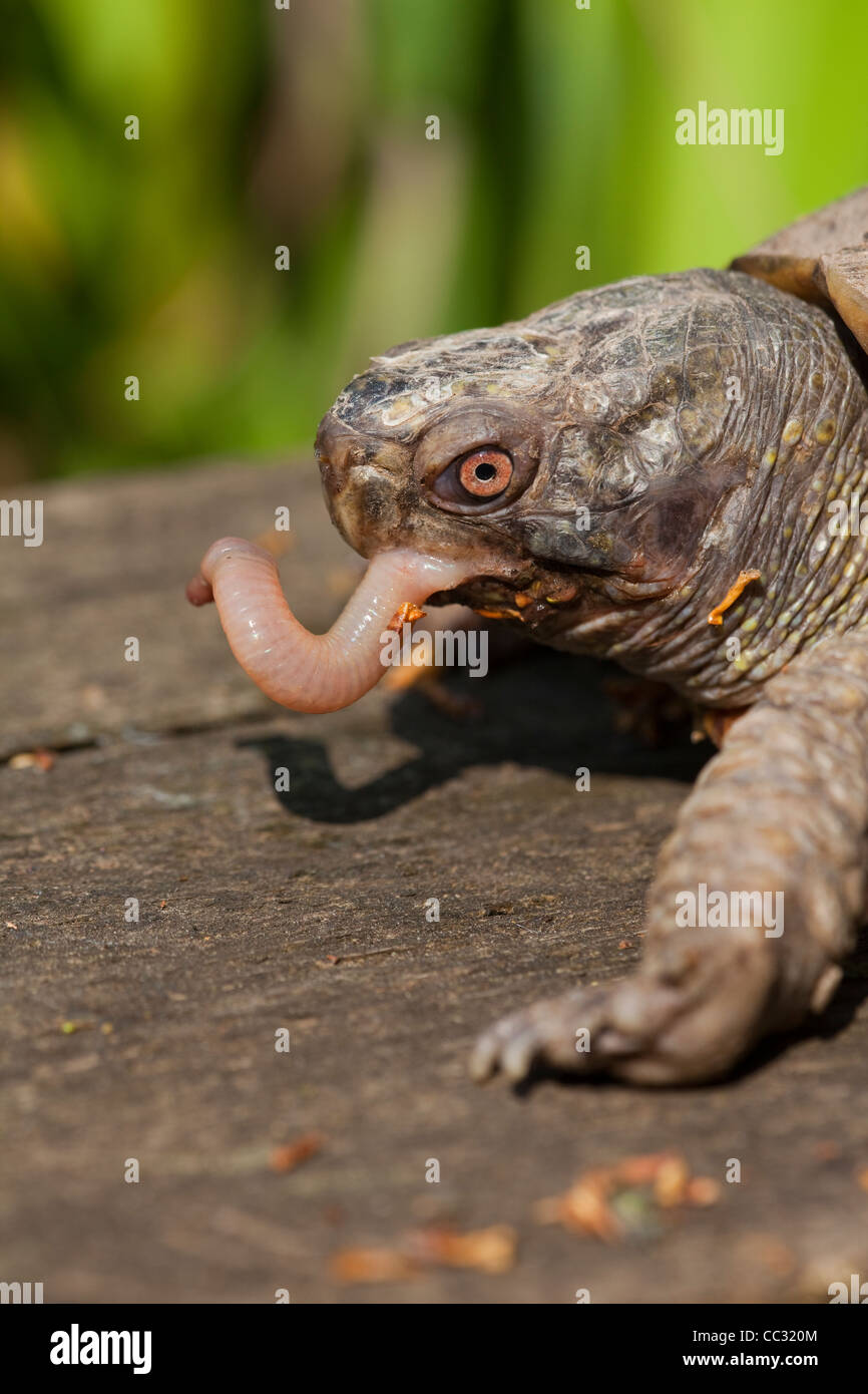 Turtle eating worm hi-res stock photography and images - Alamy