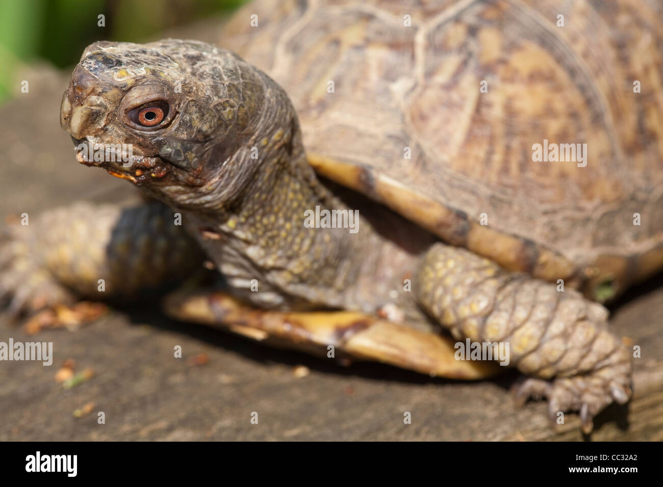 North American Box Turtle (Terrapene carolina Stock Photo - Alamy