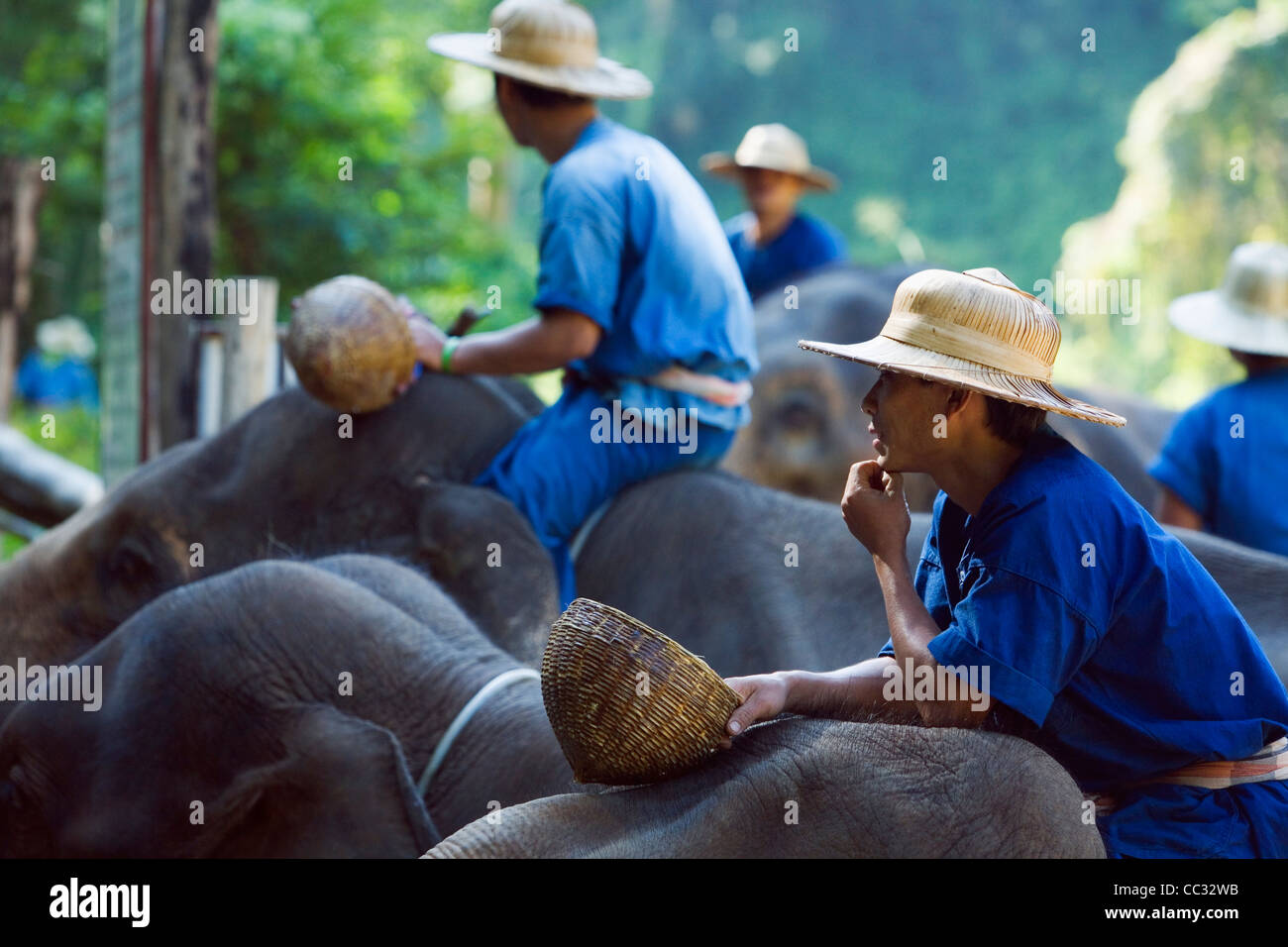 Elephant and master trainer hi-res stock photography and images - Alamy