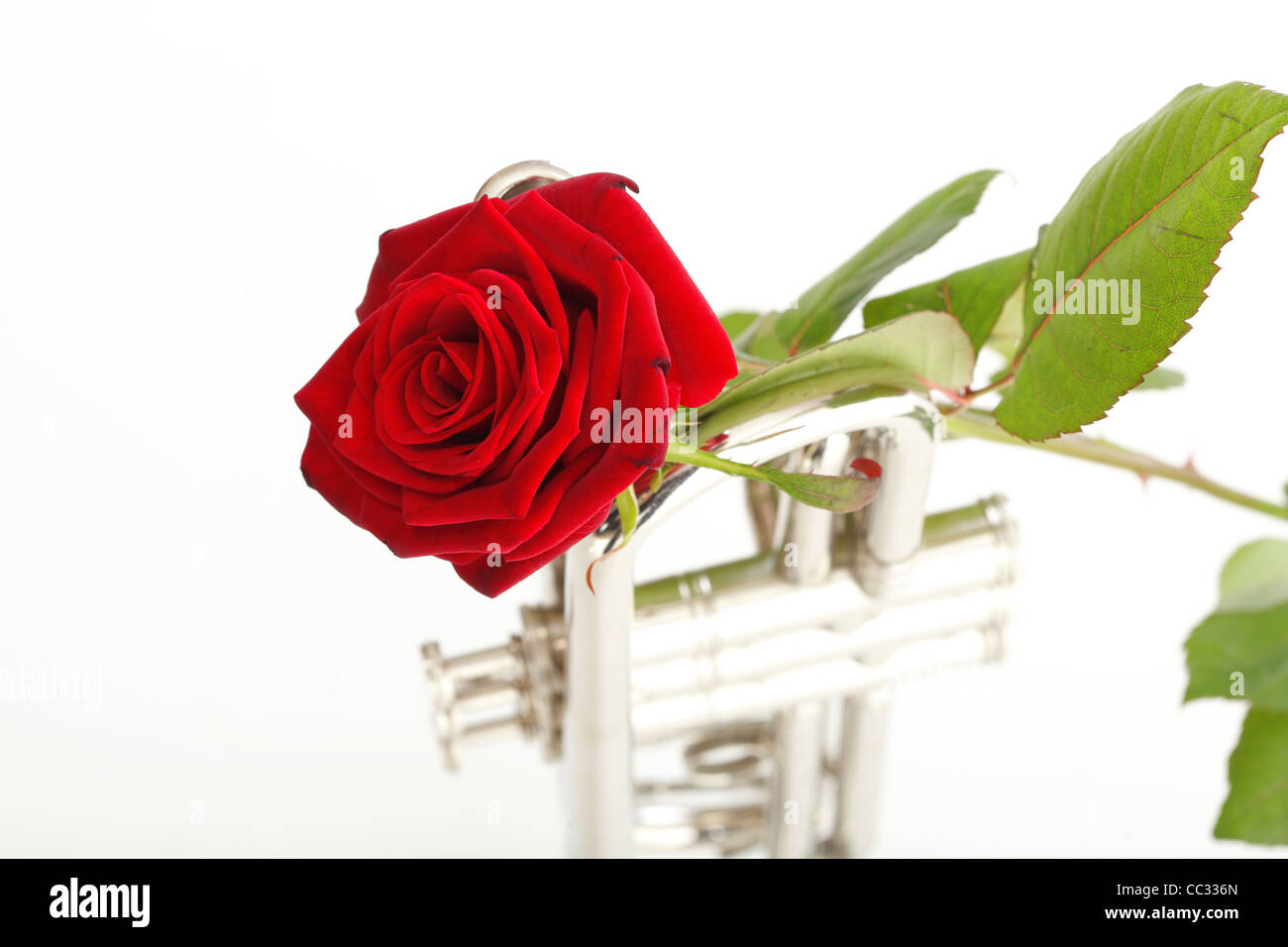 red rose and trumpet love music white background Stock Photo - Alamy