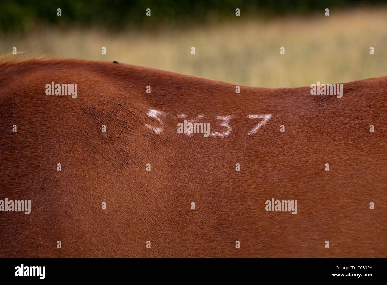 Freezemark horse hi-res stock photography and images - Alamy