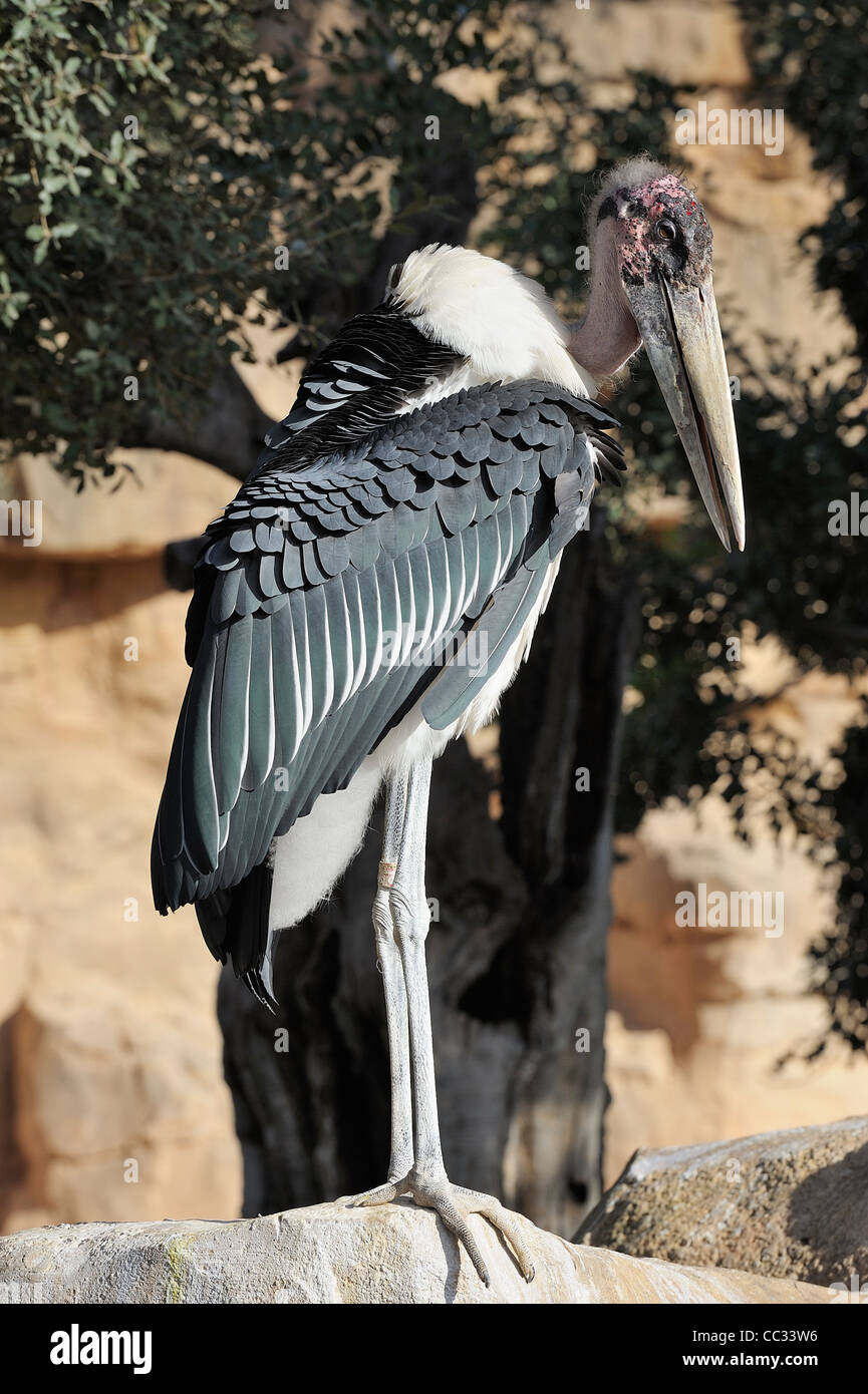 standing African marabou Stock Photo - Alamy