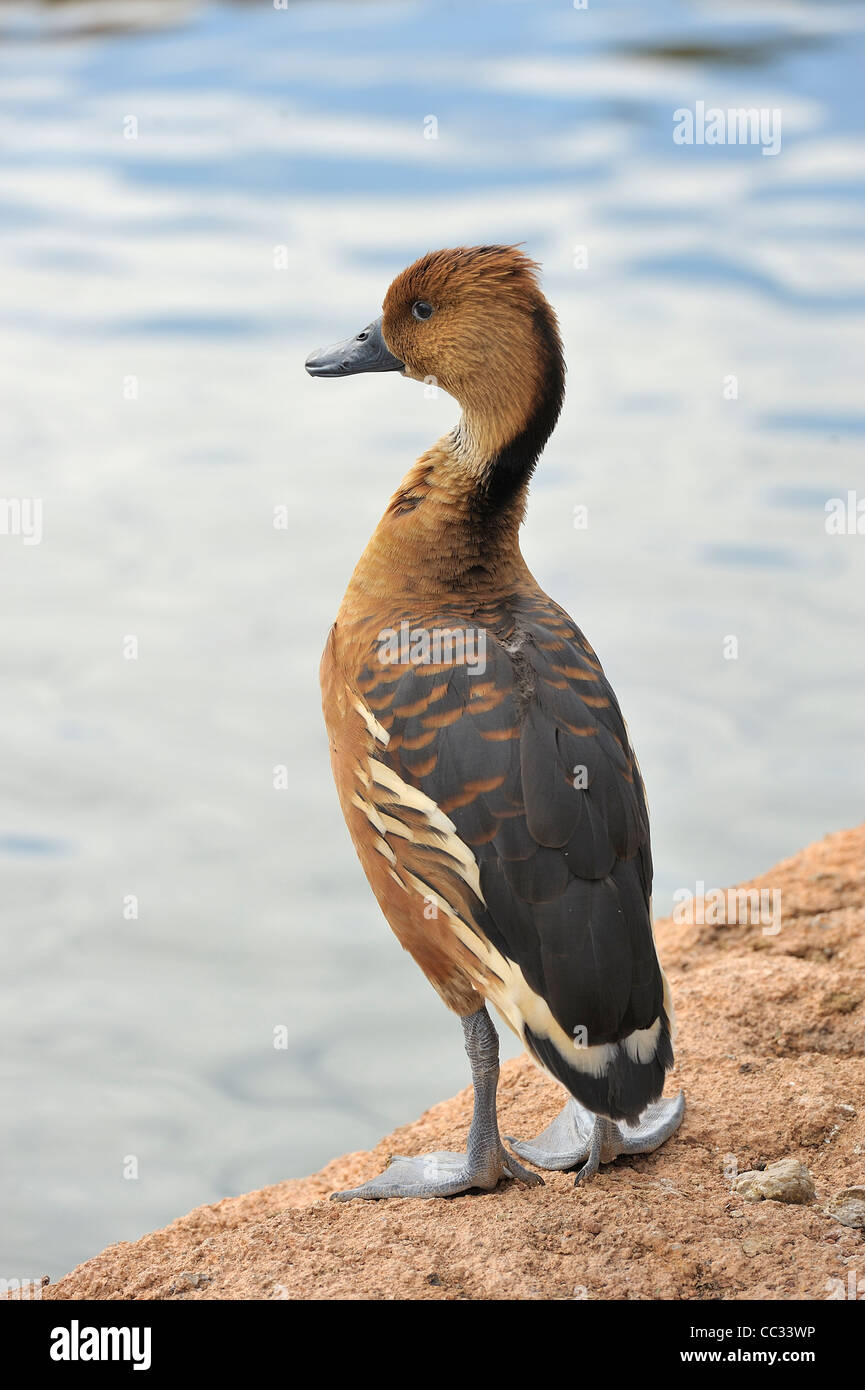 Siriri hi-res stock photography and images - Alamy