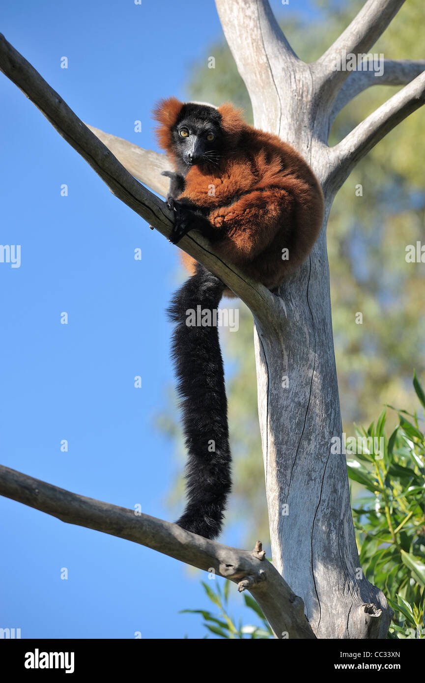 an Red-bellied lemur standing in a tree Stock Photo - Alamy